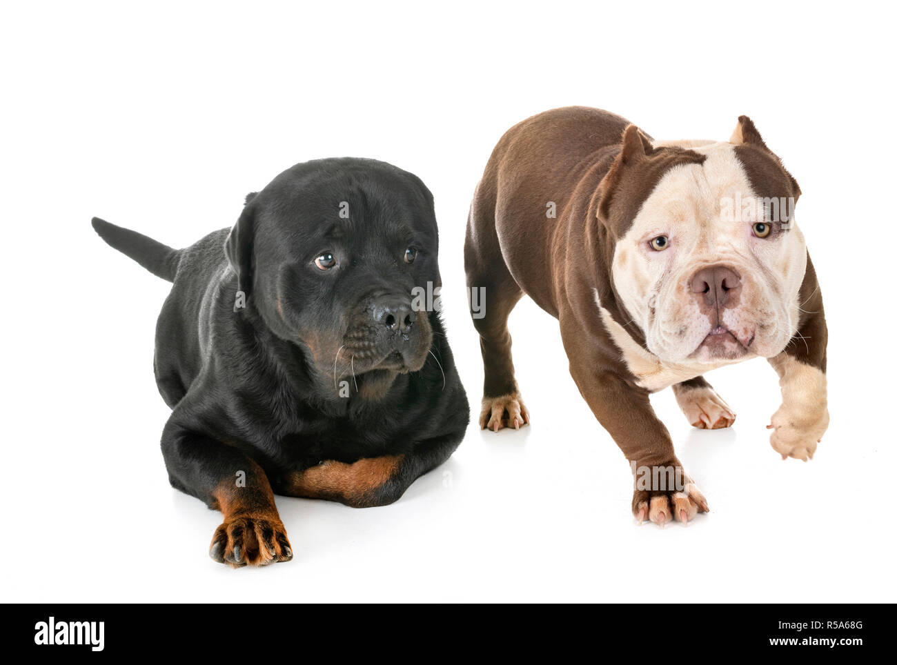 american bully and rottweiler in front of white background Stock Photo ...