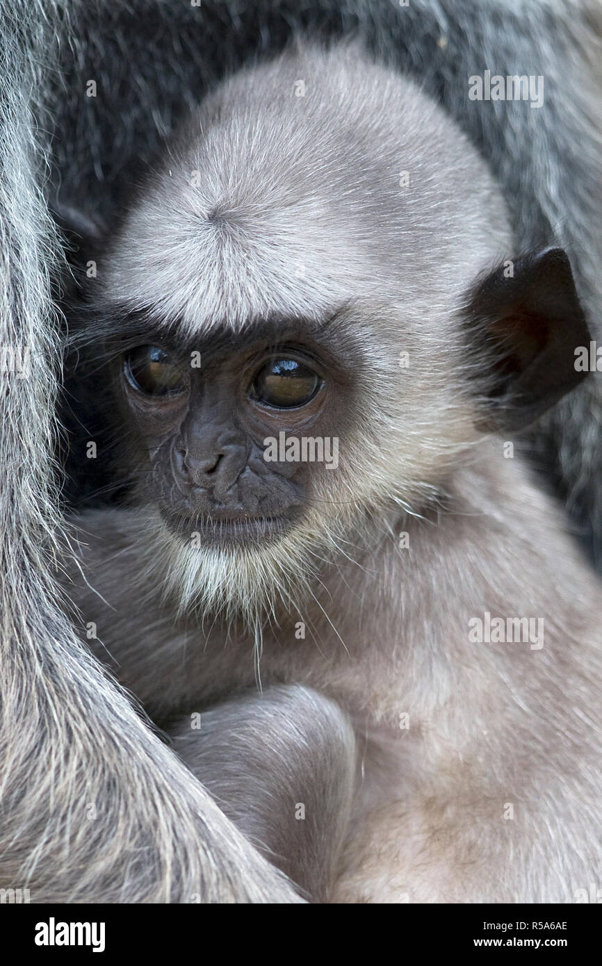 Tufted Grey Langur (Semnopithecus priam priam Stock Photo - Alamy
