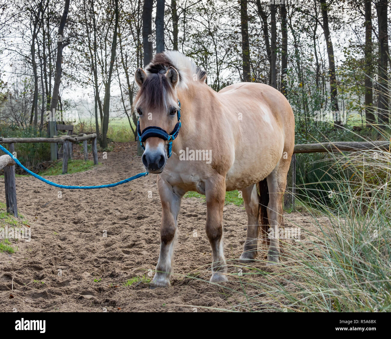 A full length image of a horse standing in the paddock Stock Photo - Alamy