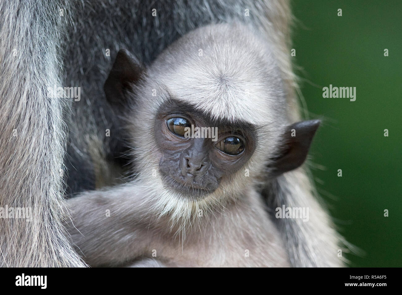 Tufted Grey Langur (Semnopithecus priam priam Stock Photo - Alamy