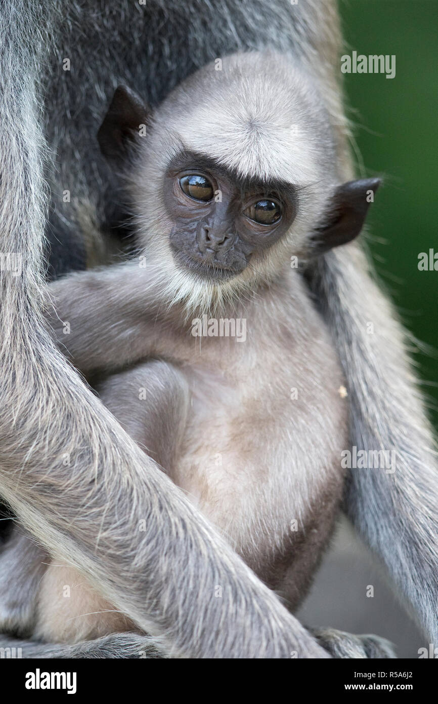 Tufted Grey Langur (Semnopithecus priam priam Stock Photo - Alamy