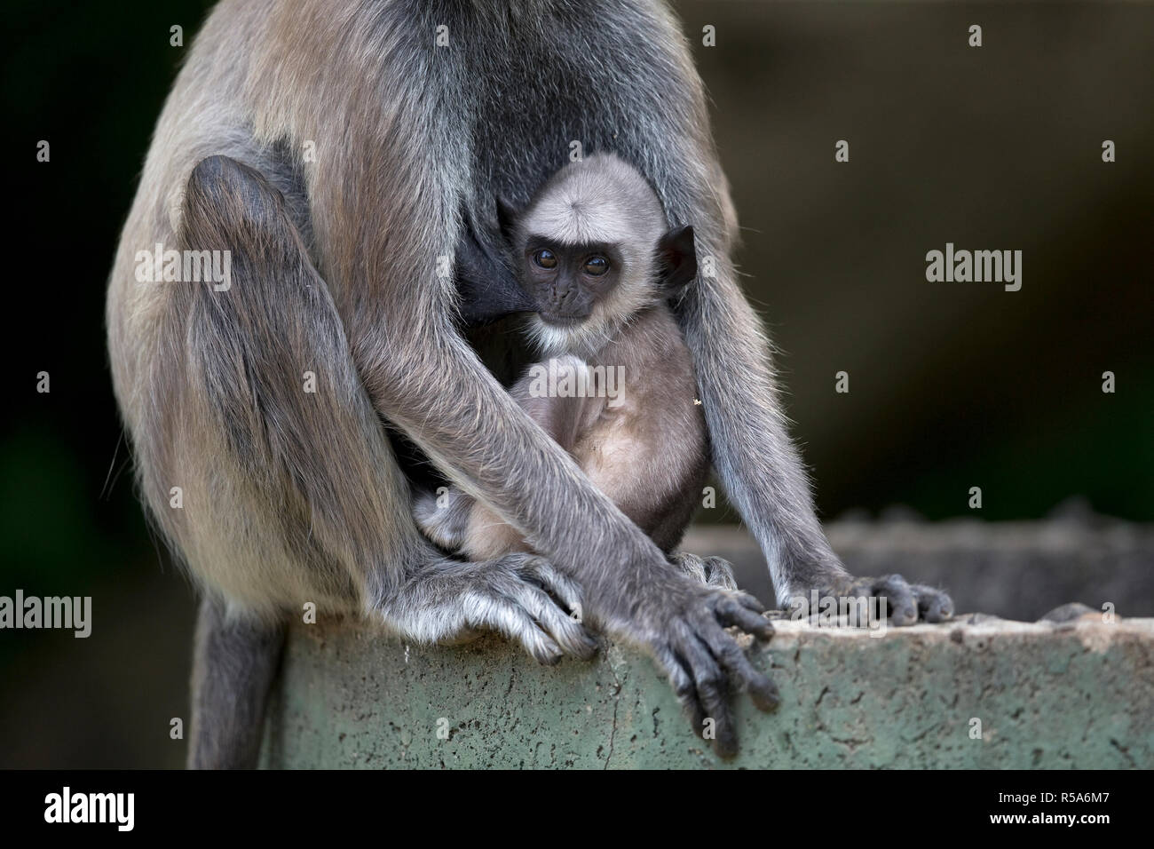 Tufted Grey Langur (Semnopithecus priam priam Stock Photo - Alamy
