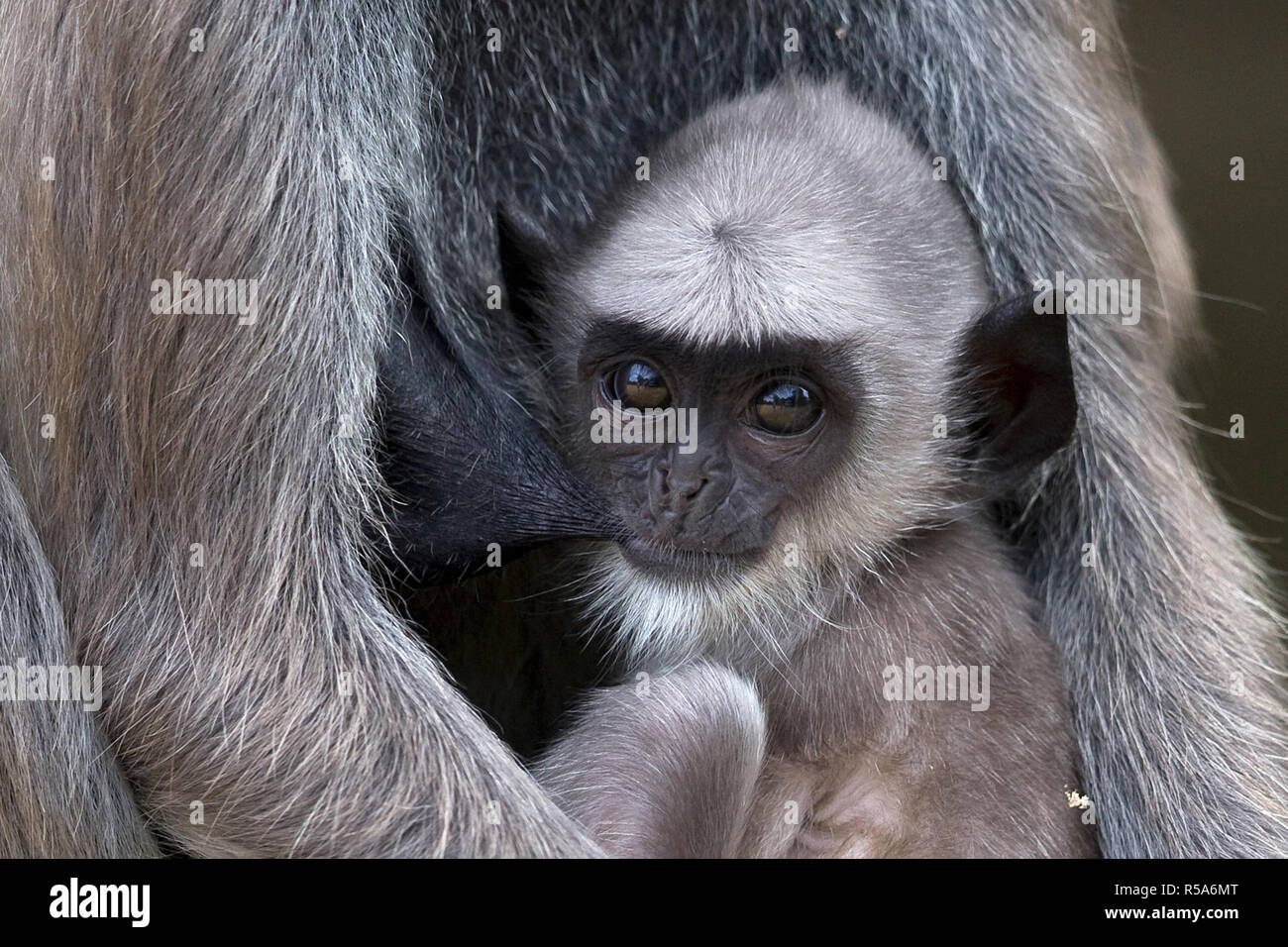 Tufted Grey Langur (Semnopithecus priam priam Stock Photo - Alamy