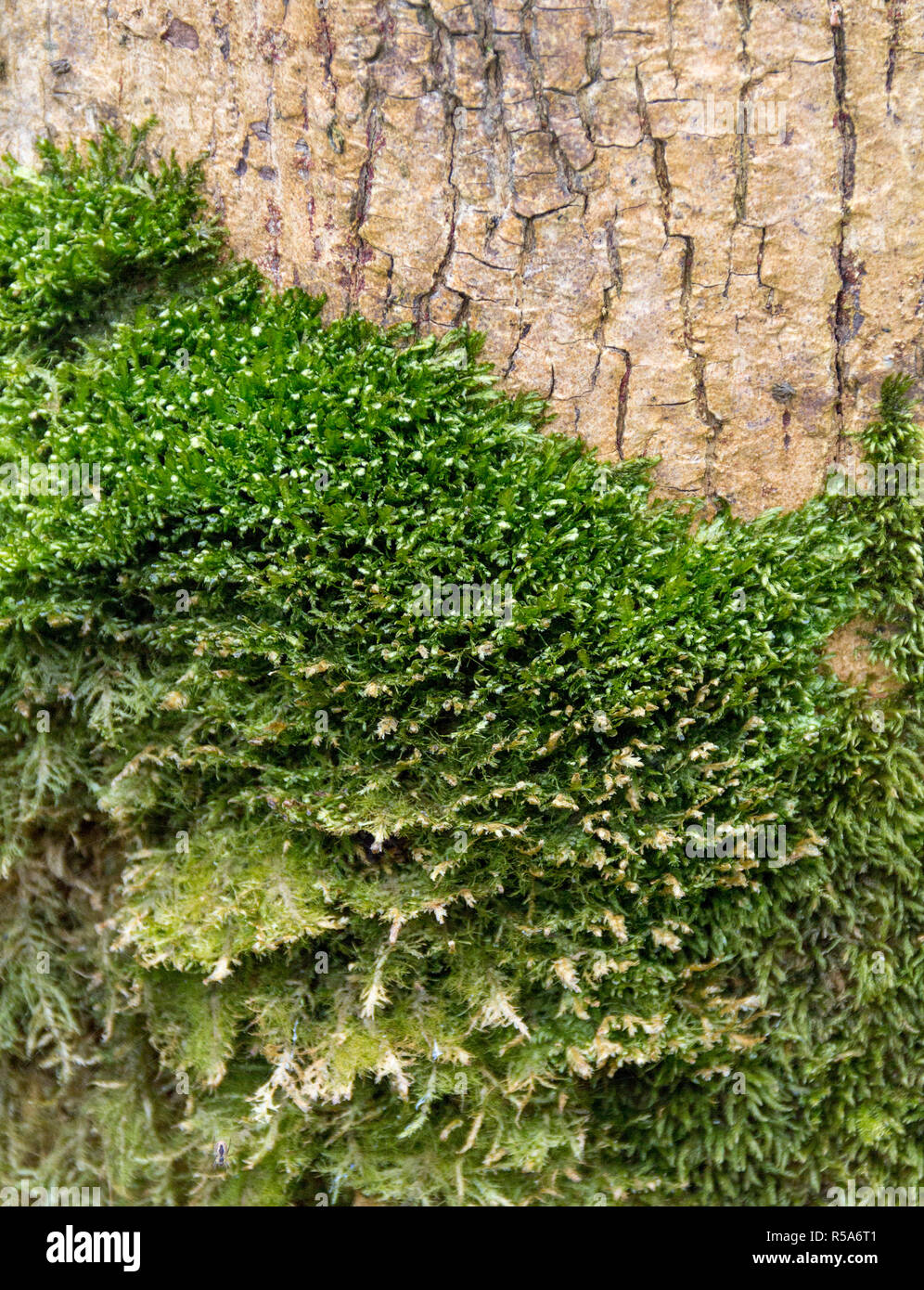 green moss detail Stock Photo - Alamy
