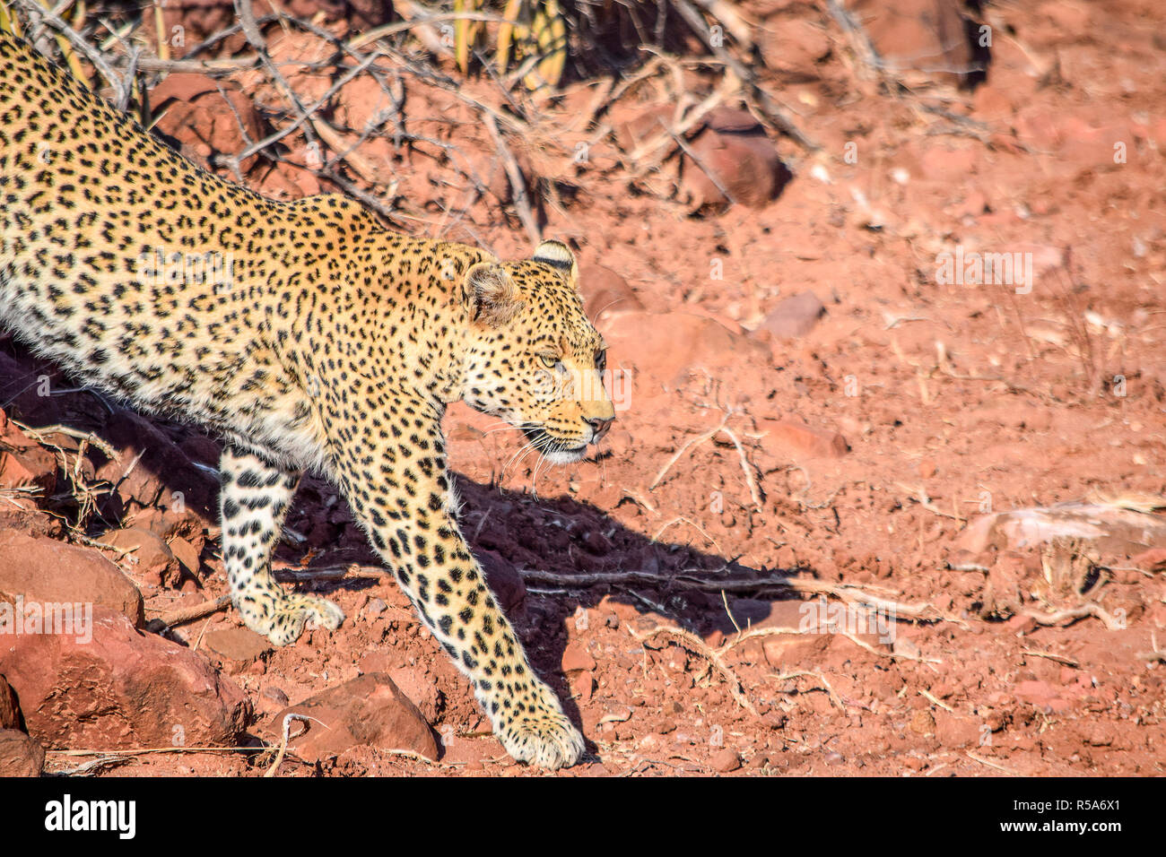 leopard in namibia Stock Photo - Alamy