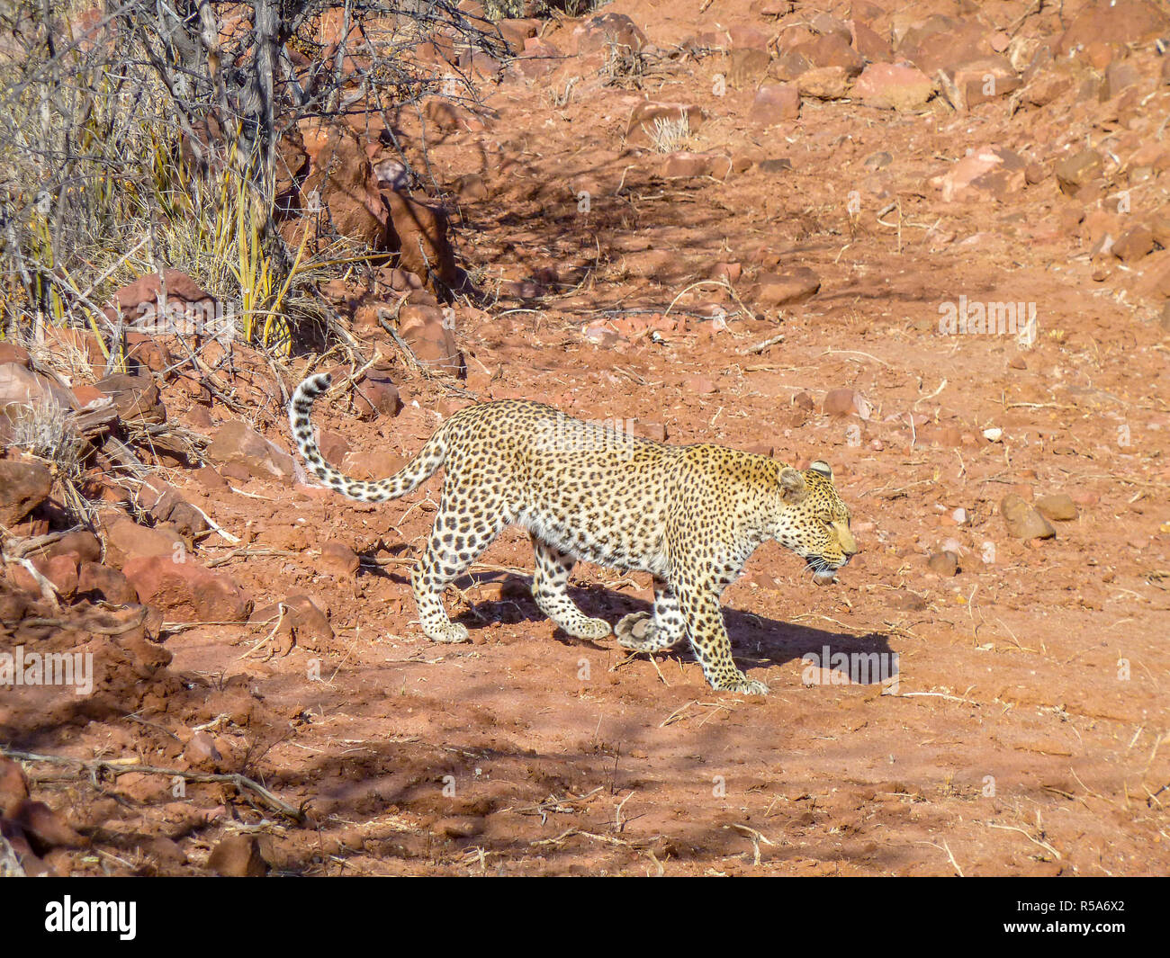 leopard in namibia Stock Photo - Alamy