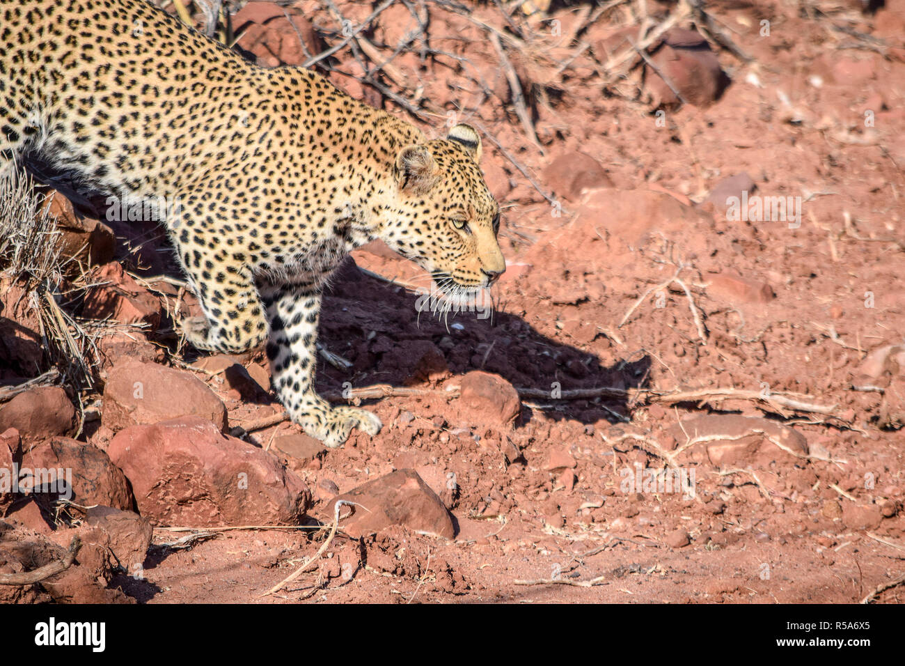 leopard in namibia Stock Photo - Alamy