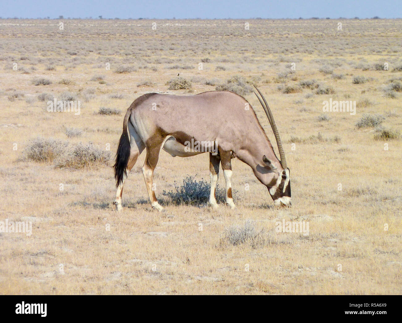 gemsbok in namibia Stock Photo - Alamy