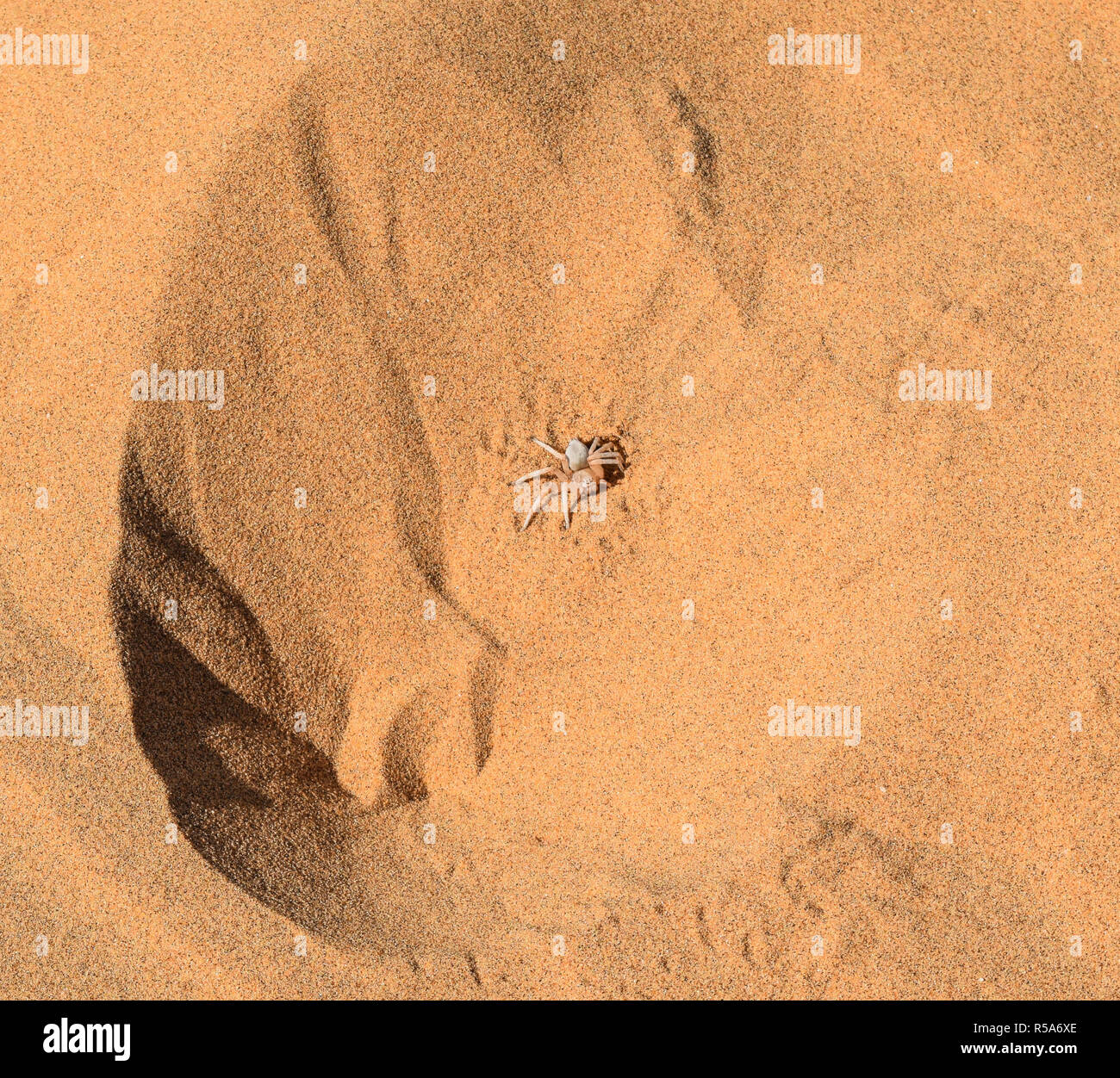 Wheel spider desert hi-res stock photography and images - Alamy
