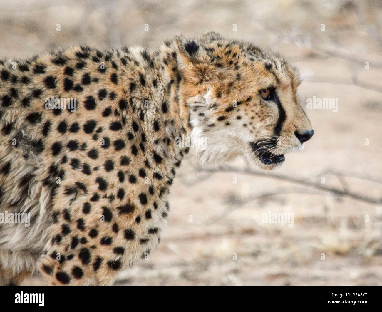 cheetah in namibia Stock Photo - Alamy