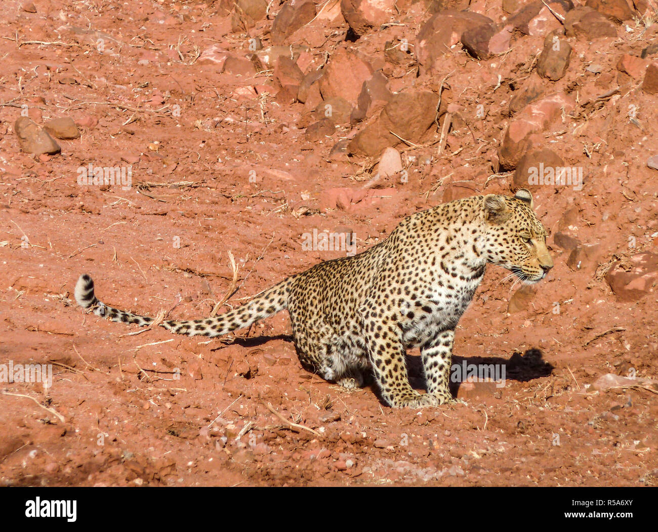 leopard in namibia Stock Photo - Alamy
