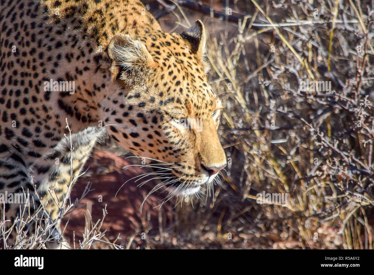 leopard in namibia Stock Photo - Alamy