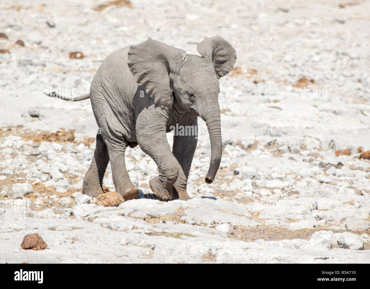 african bush elephant cub Stock Photo - Alamy