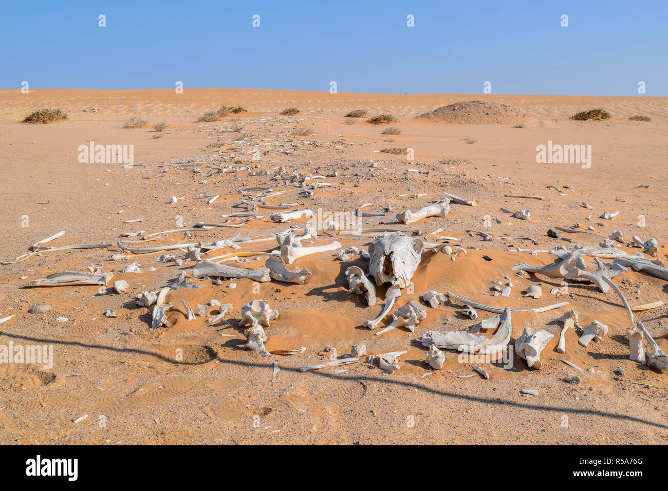 desert with animal bones Stock Photo - Alamy