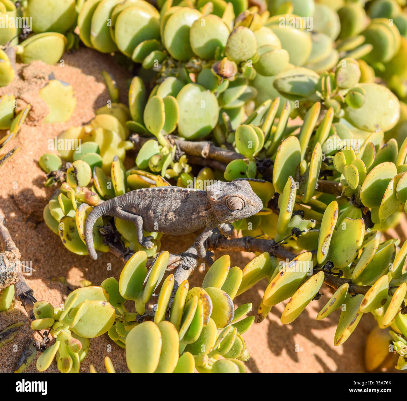 chameleon in namibia Stock Photo - Alamy