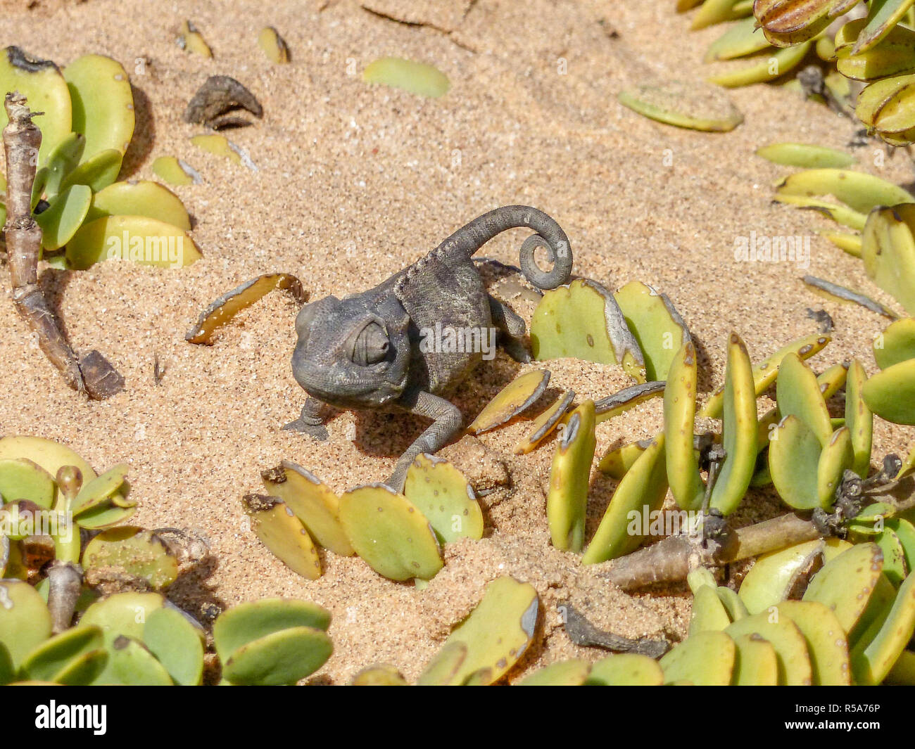chameleon in namibia Stock Photo - Alamy