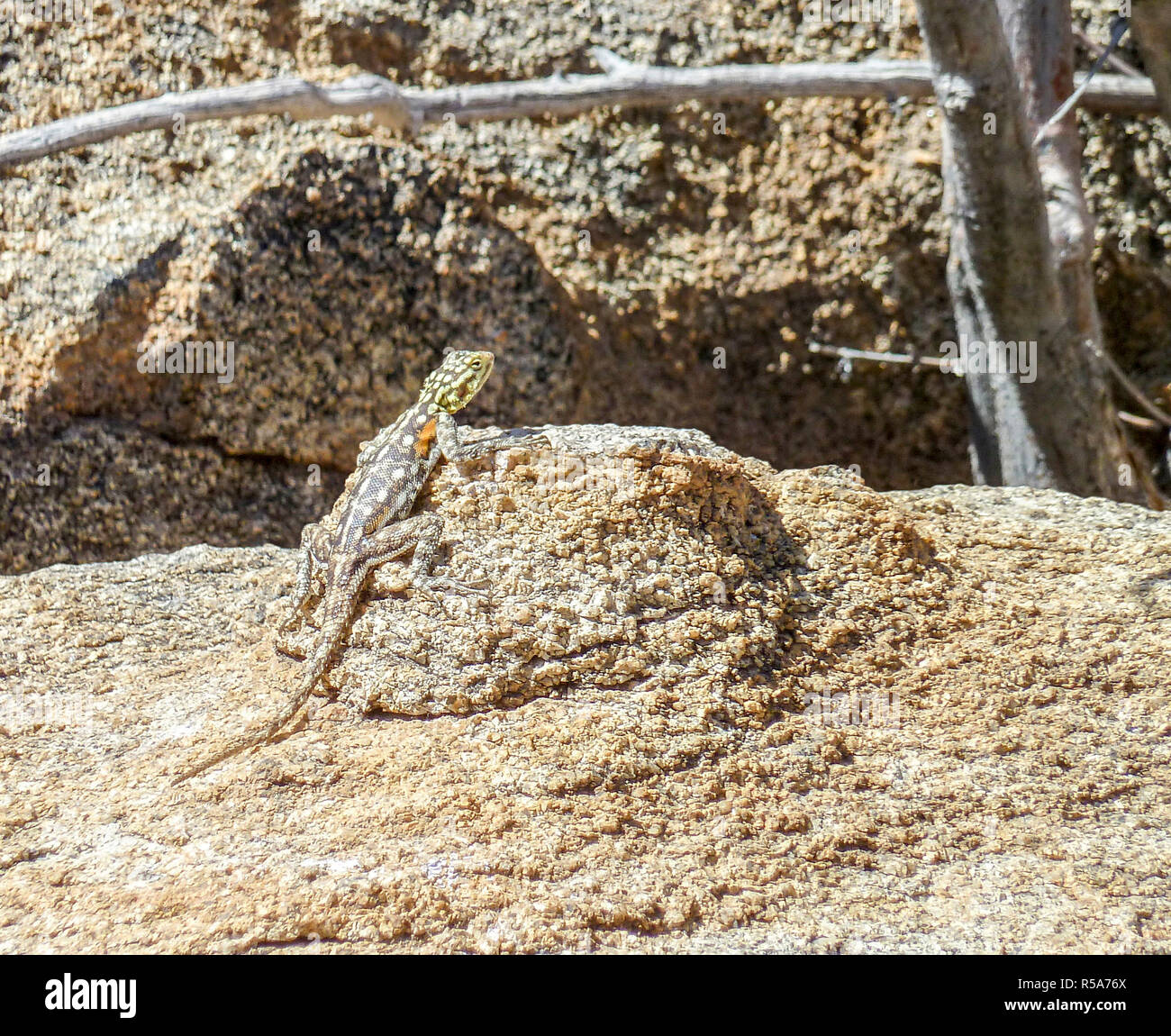 lizard on rock formation Stock Photo - Alamy