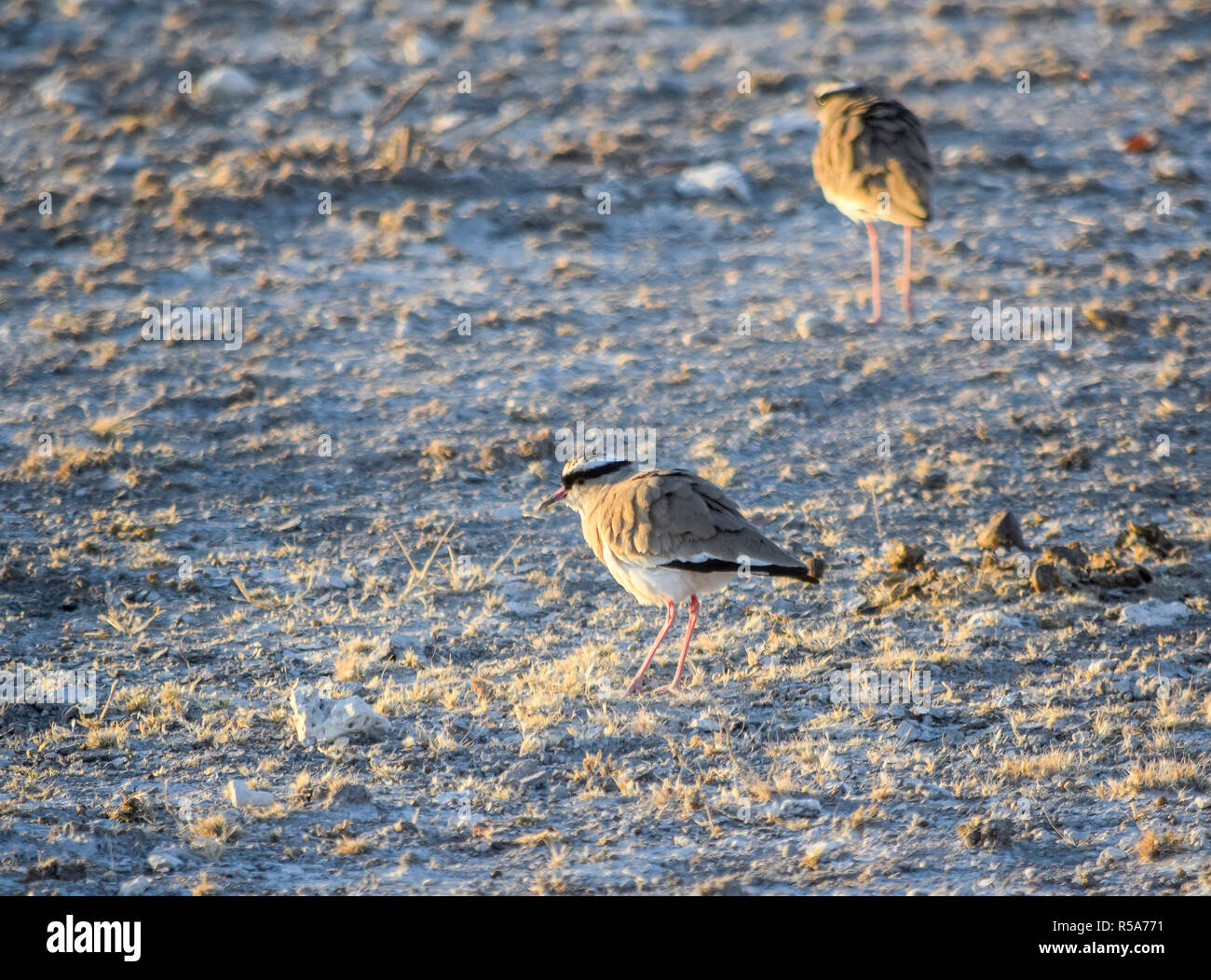 birds in namibia Stock Photo - Alamy