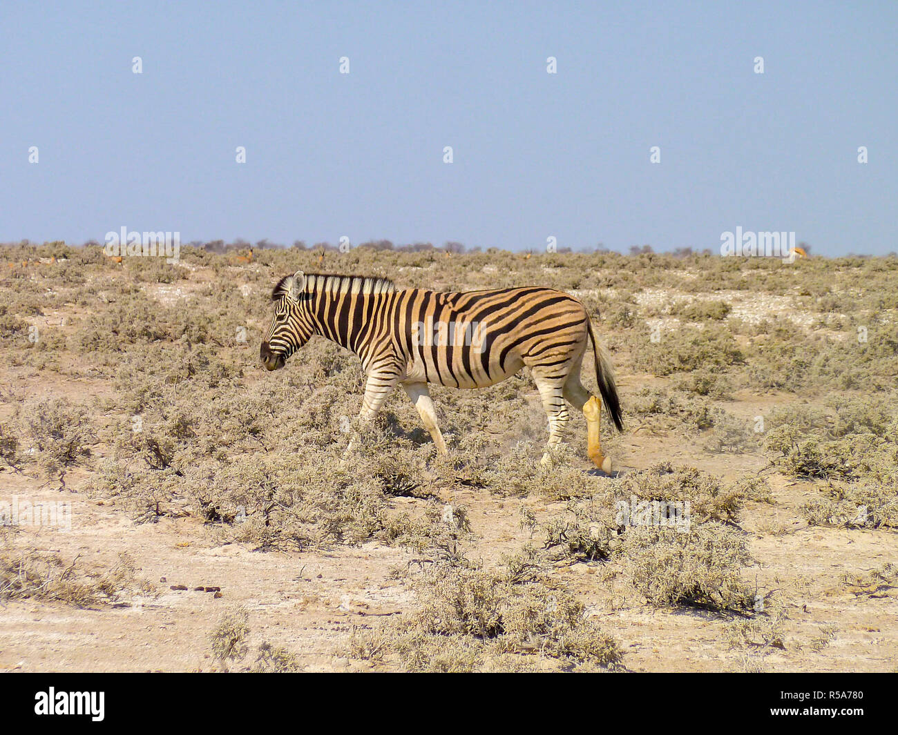 zebra in namibia Stock Photo - Alamy