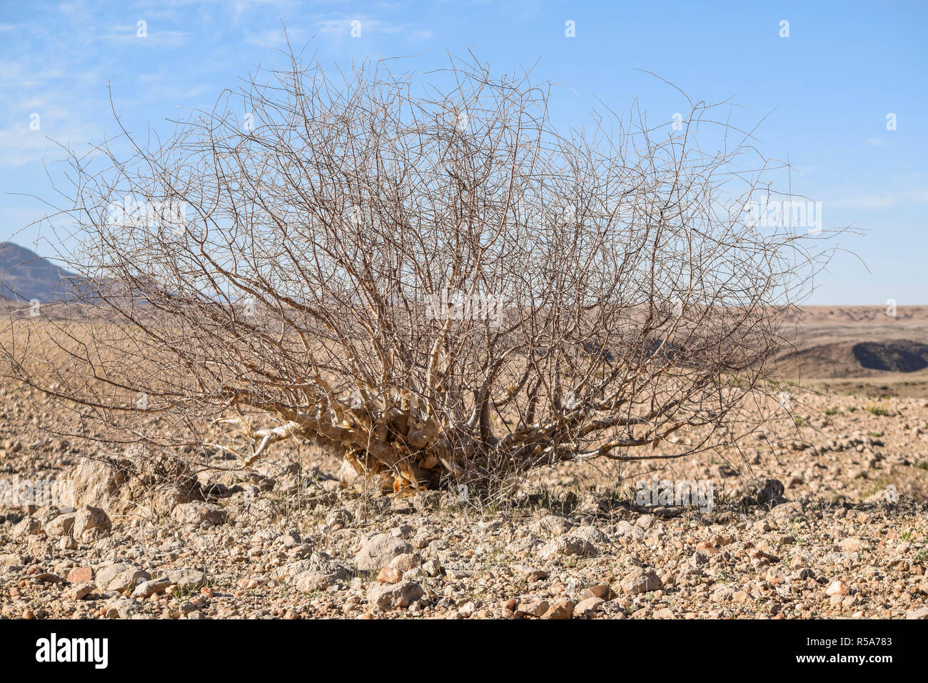 bush in namibia Stock Photo - Alamy