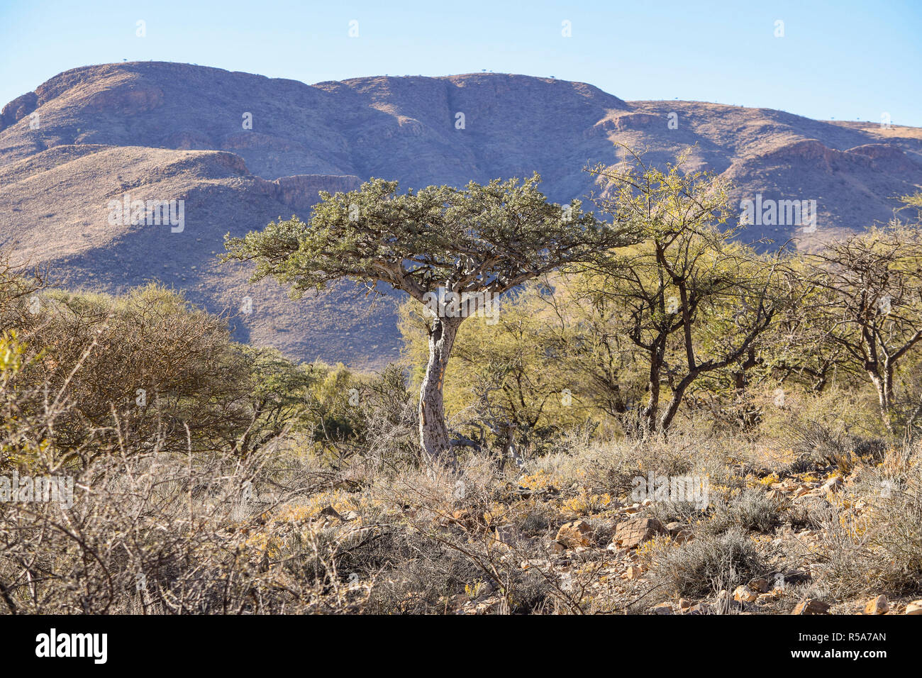 landscape in namibia Stock Photo - Alamy