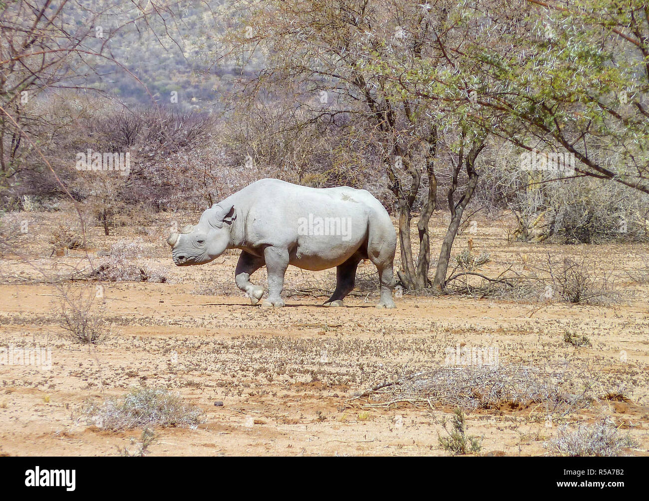 rhinoceros in namibia Stock Photo - Alamy