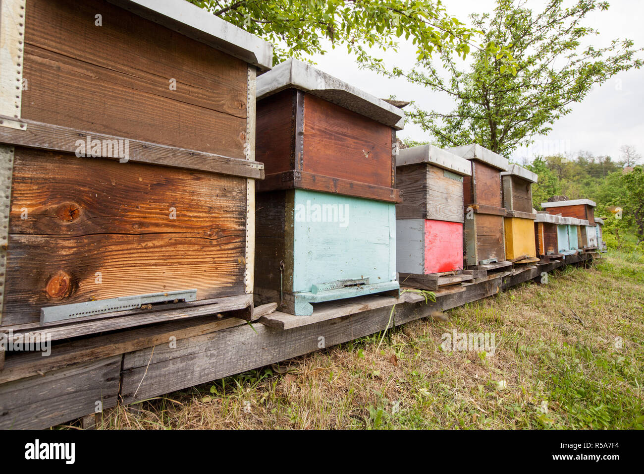 The apiary school hi-res stock photography and images - Alamy