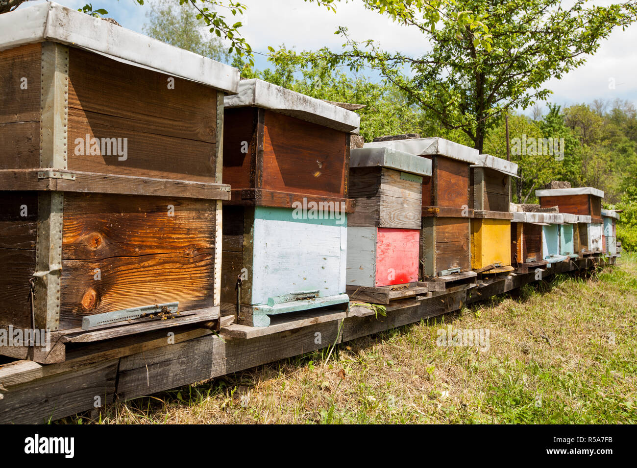 Hives in the apiary Stock Photo - Alamy