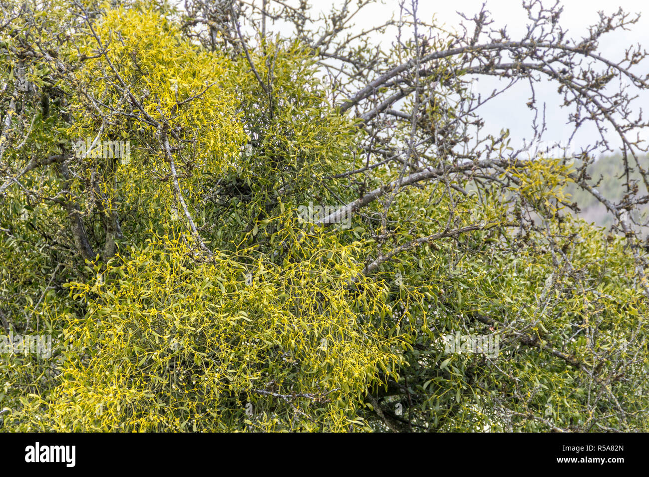 viscum overgrown trees Stock Photo - Alamy