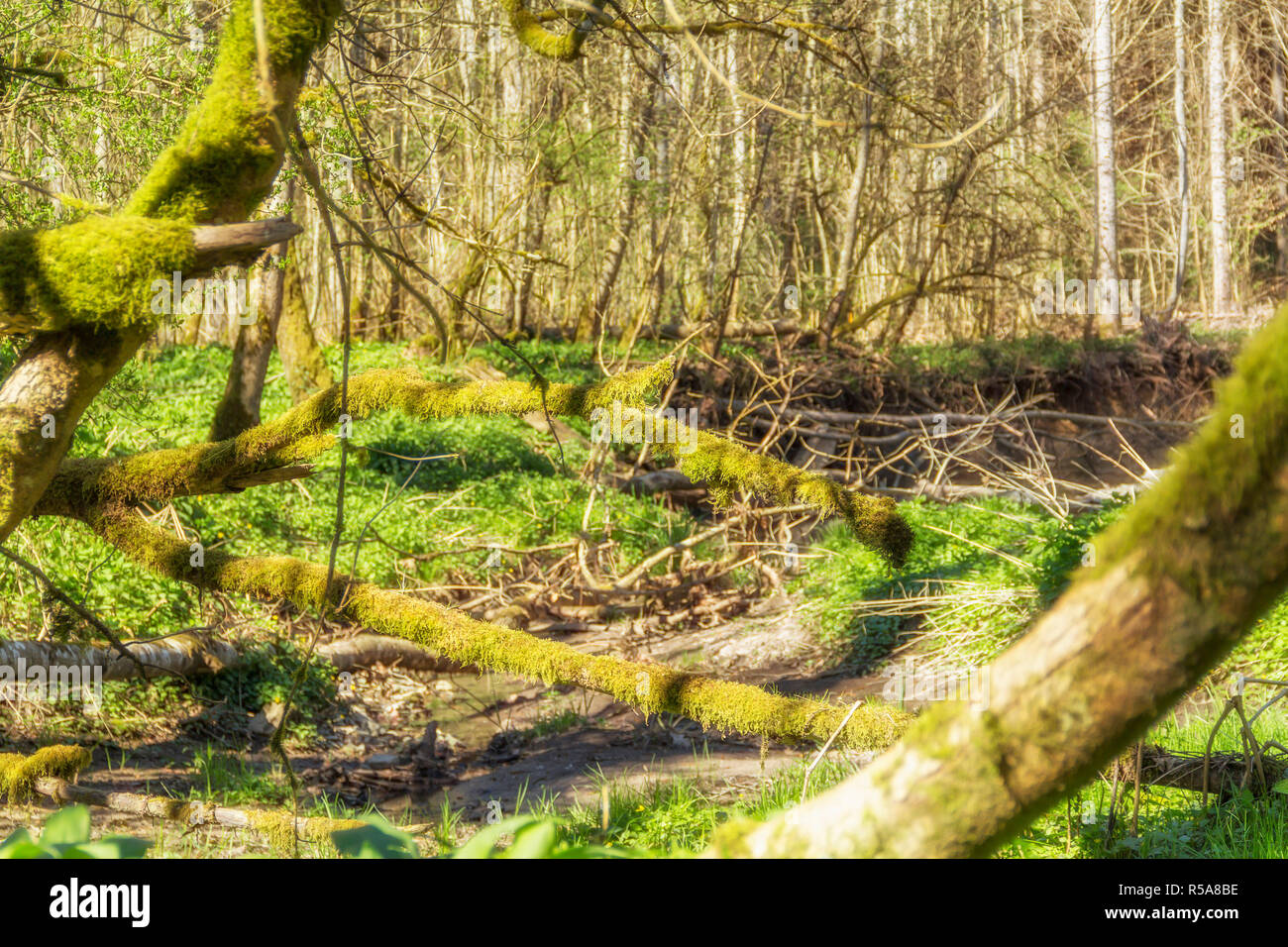 idyllic forest scenery Stock Photo - Alamy
