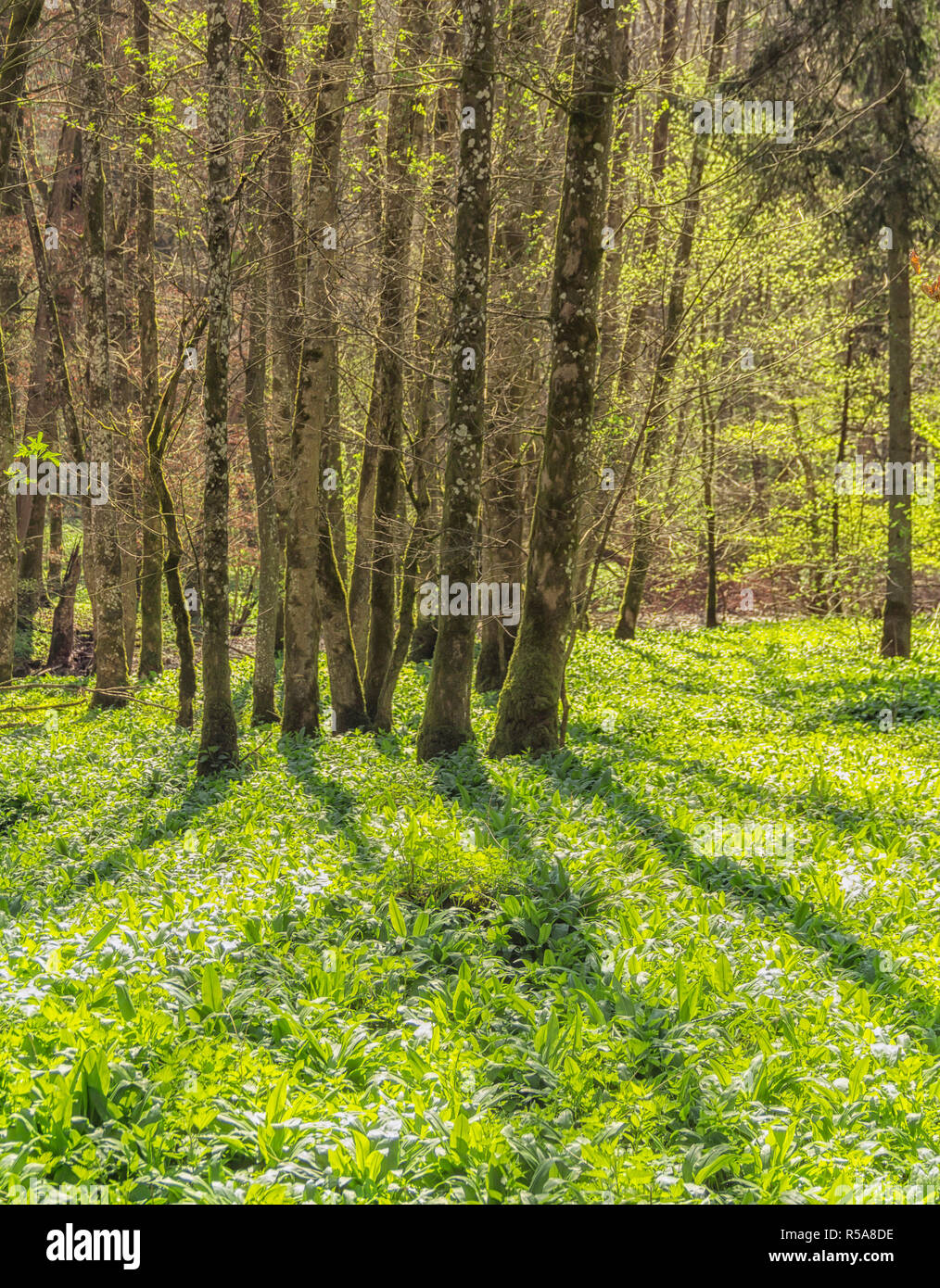 idyllic forest scenery Stock Photo - Alamy