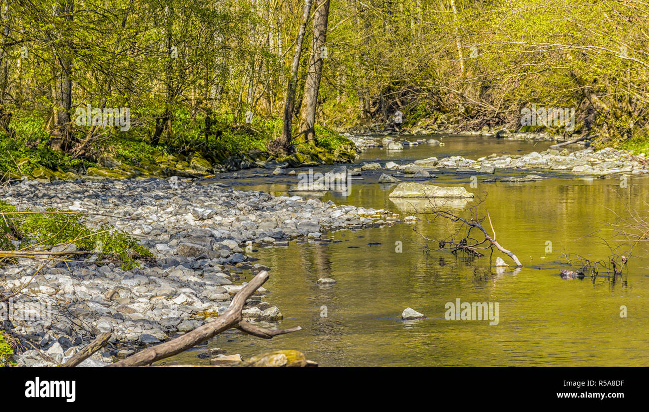 Tree leaves stream mirroring hi-res stock photography and images - Alamy