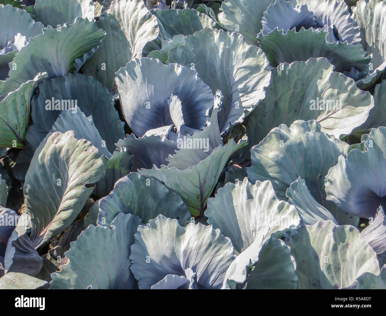 red cabbage plants closeup Stock Photo - Alamy