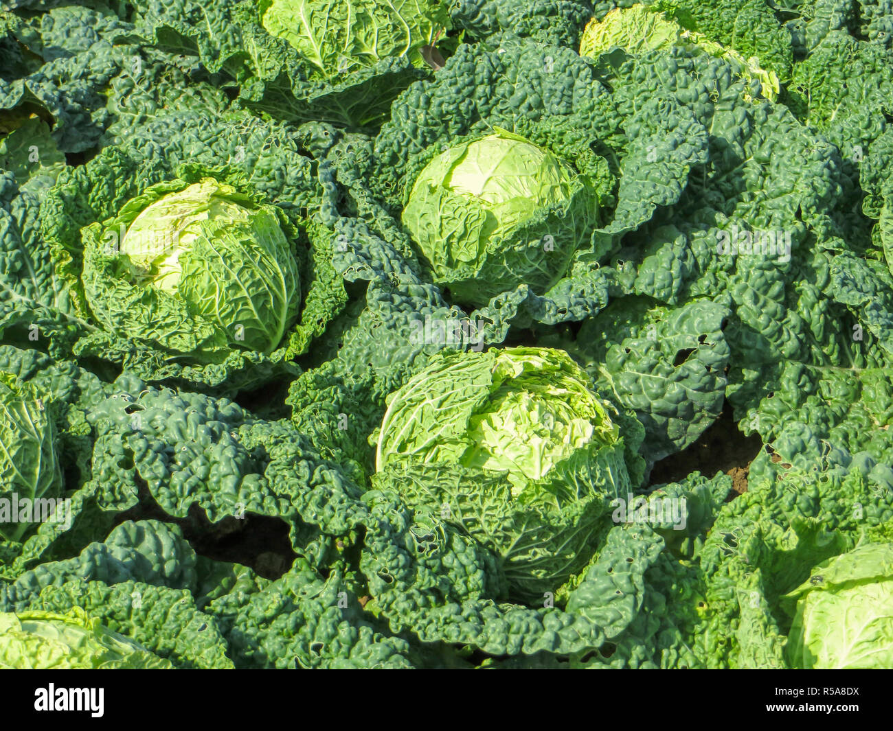cabbage plants closeup Stock Photo - Alamy