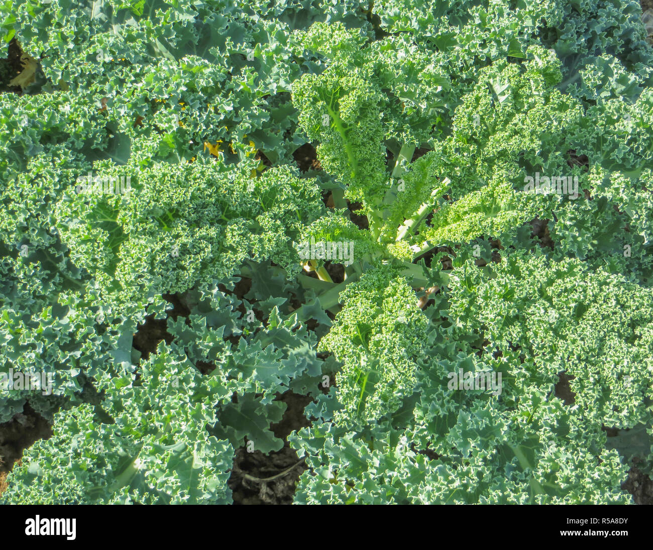 cabbage plants closeup Stock Photo - Alamy