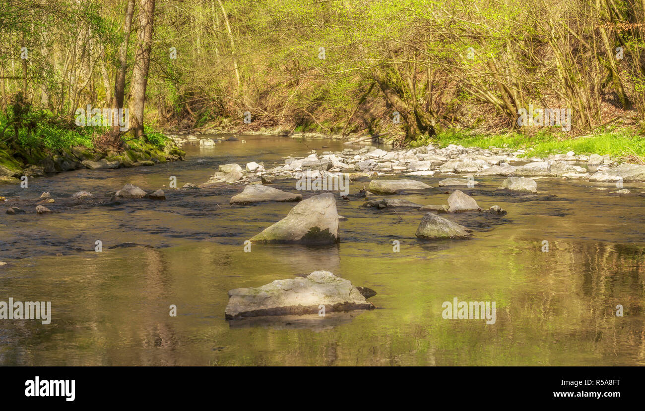 Tree leaves stream mirroring hi-res stock photography and images - Alamy