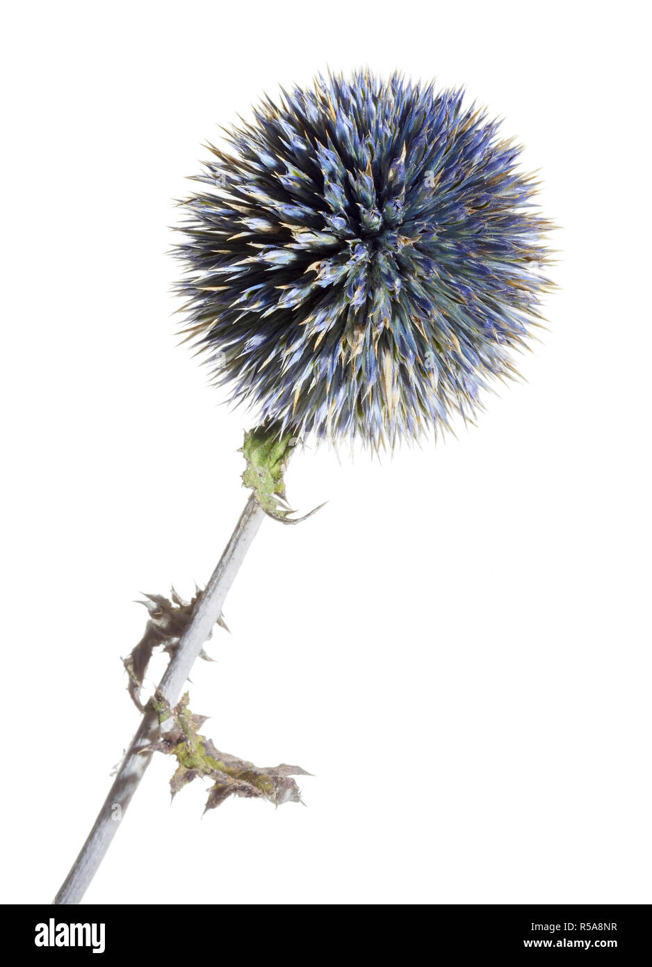 Blue ball flowers Cut Out Stock Images & Pictures - Alamy