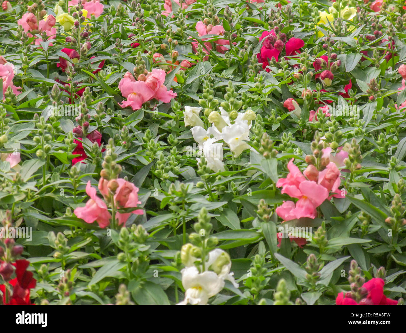 Snapdragon variety hi-res stock photography and images - Alamy