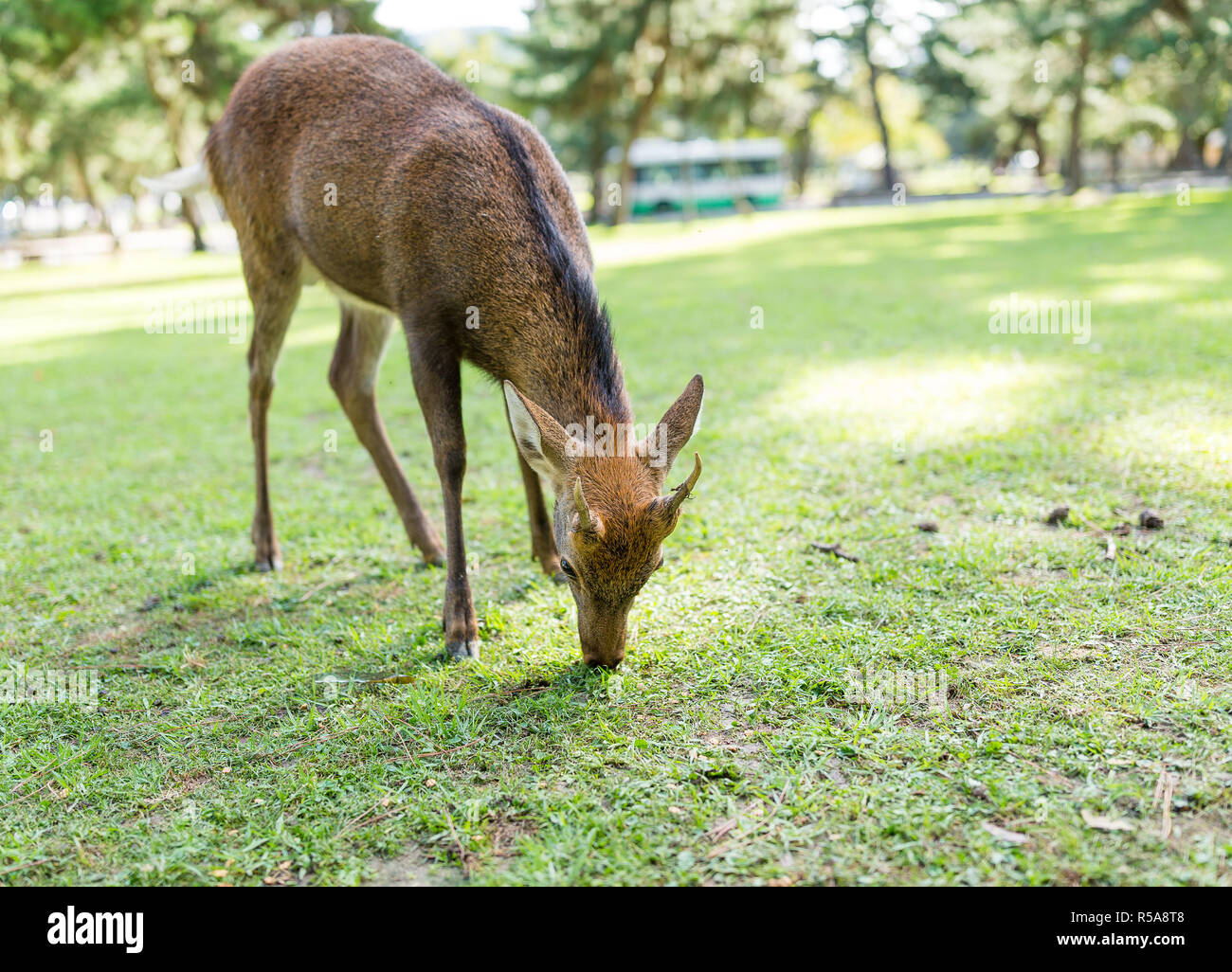 Deer eating grass Stock Photo - Alamy