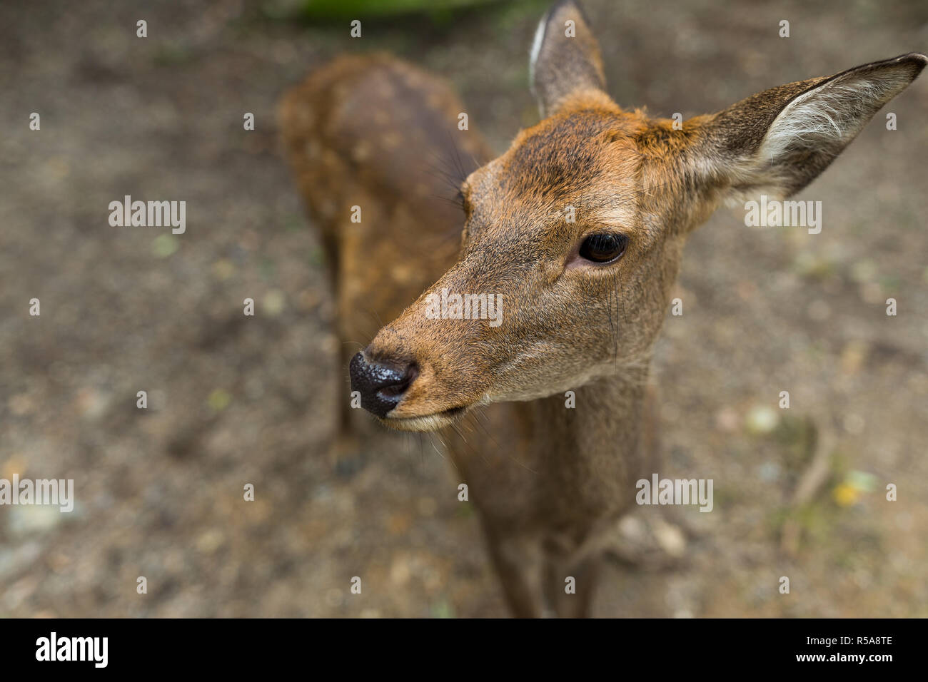 Whitetail buck walking close up hi-res stock photography and images - Alamy