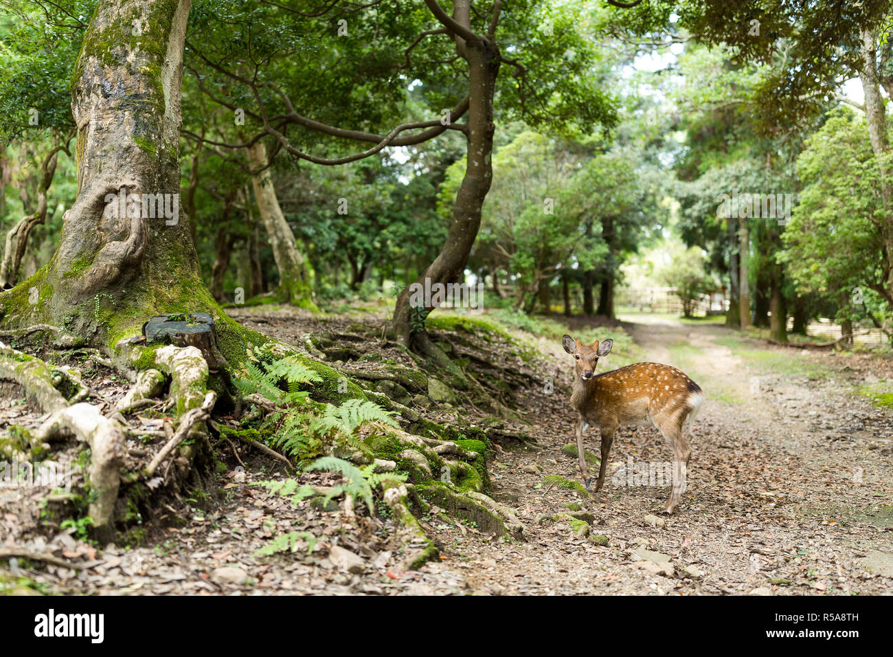 Deer in nature Stock Photo - Alamy