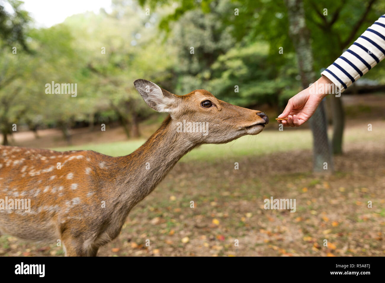 Hand feeding a wild deer hi-res stock photography and images - Alamy