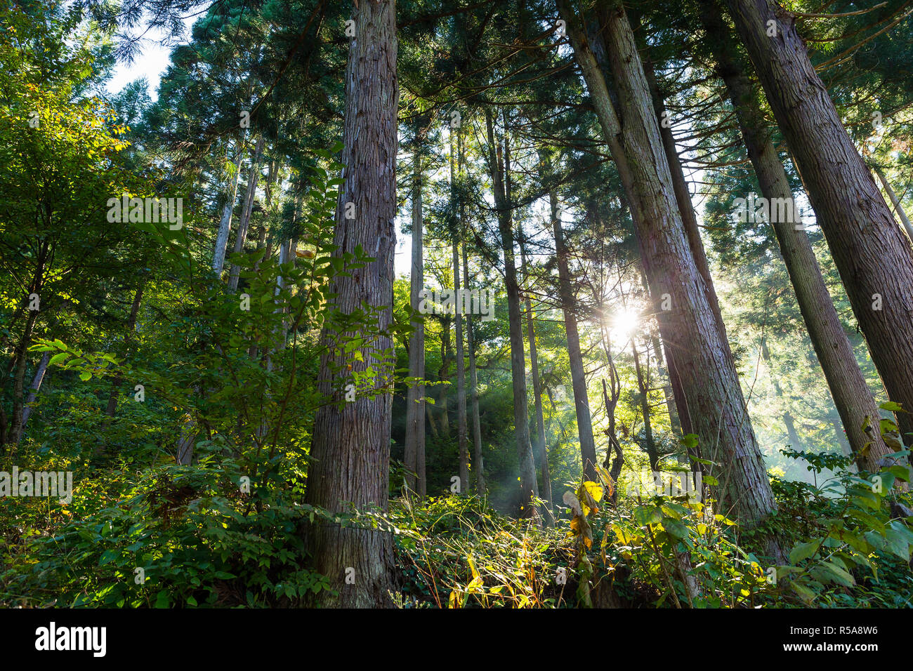 Forest with sunlight Stock Photo - Alamy