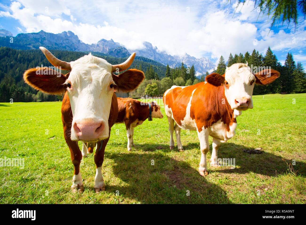 cows on a pasture at the italian mountains Stock Photo - Alamy