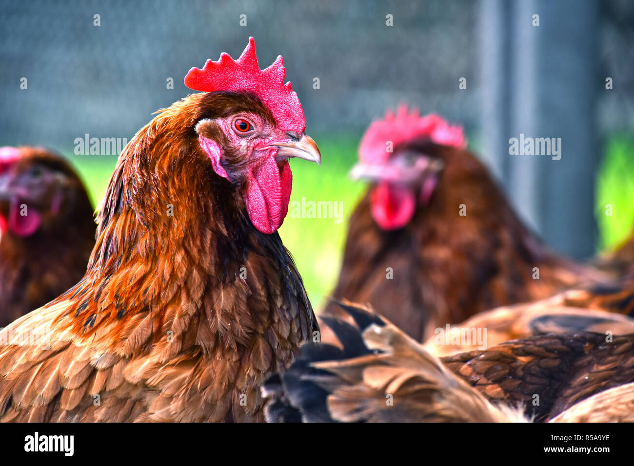 Chickens on traditional free range poultry farm Stock Photo - Alamy
