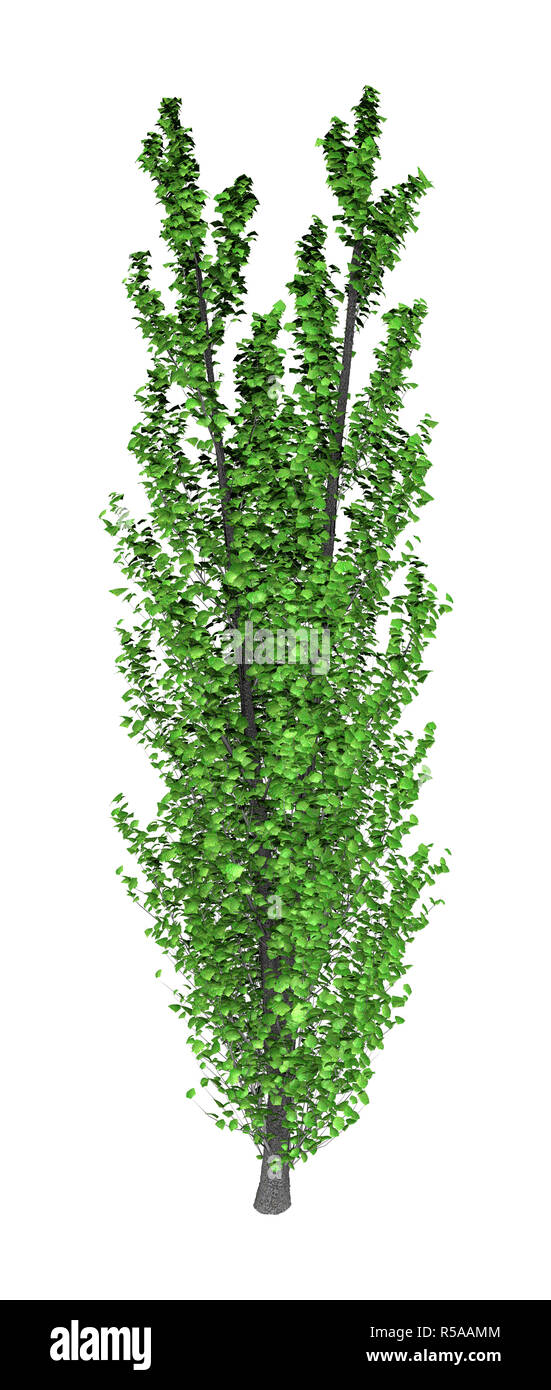 3D Rendering Poplar Tree on White Stock Photo - Alamy