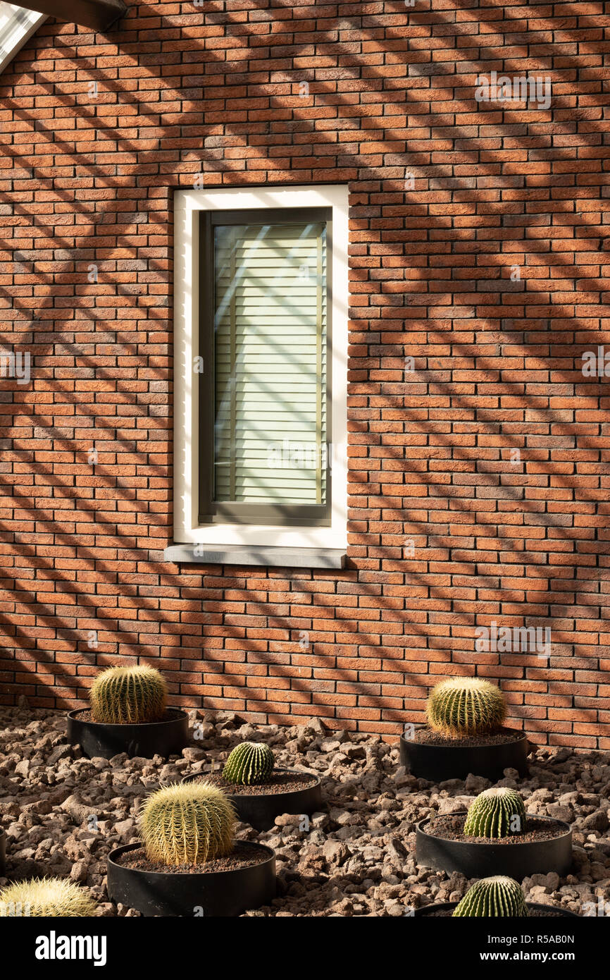 Big curved roof window with sunlight shining through it. with cactuses ...