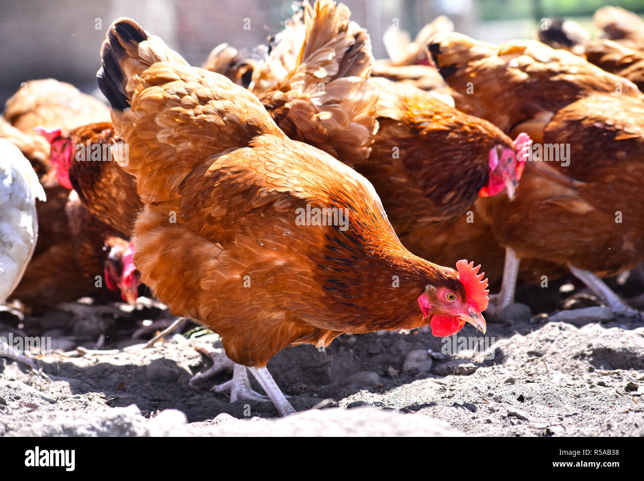Chickens on traditional free range poultry farm Stock Photo - Alamy