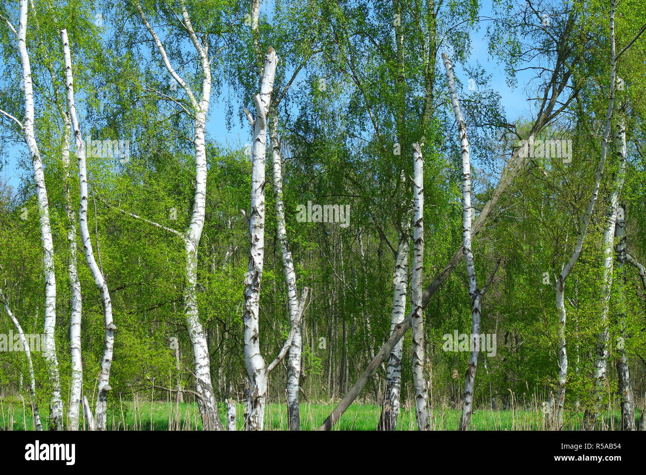 Volksbrauchtum hi-res stock photography and images - Alamy