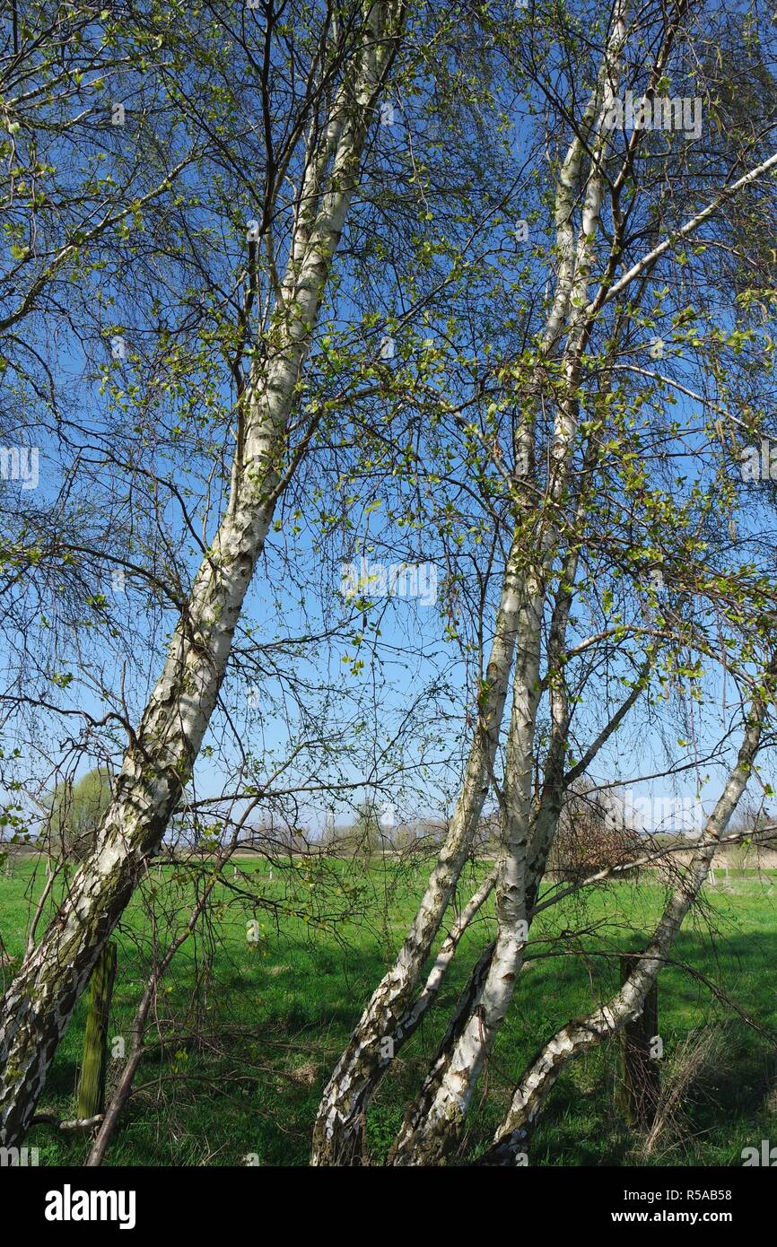 Volksbrauchtum hi-res stock photography and images - Alamy